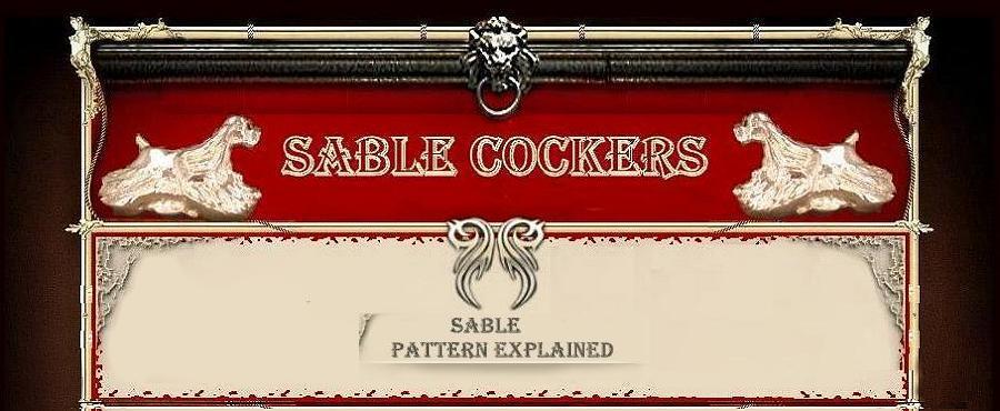 Sable Color Pattern in Cocker Spaniels Explained